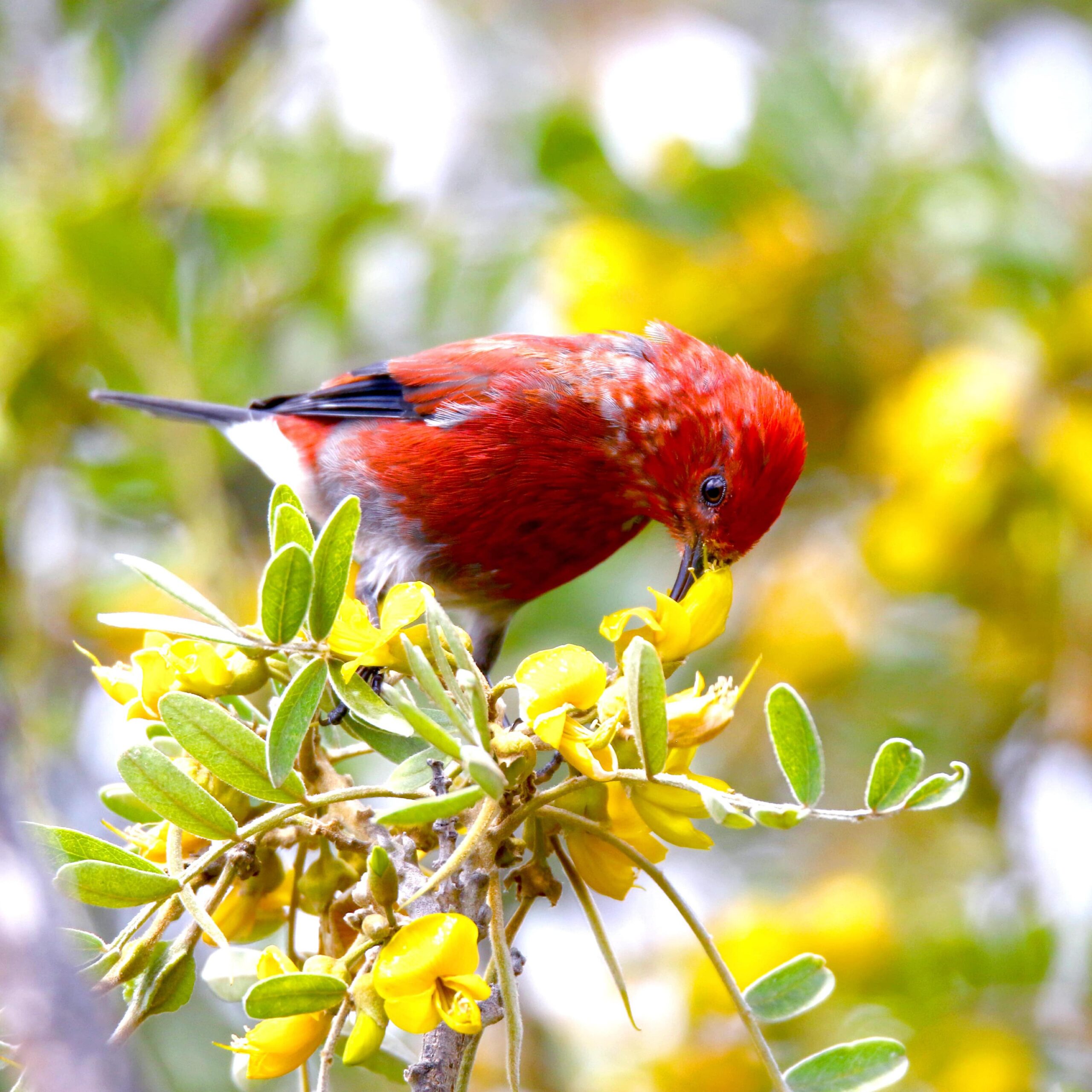 UH researchers use AI, Hawaiian chant to save native birds | News ...